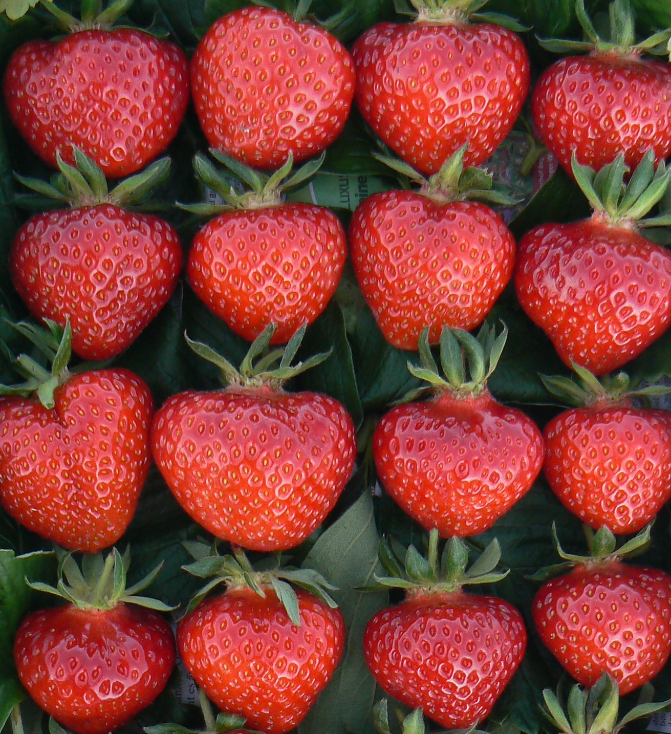 Beerenobstkulturen Zittau